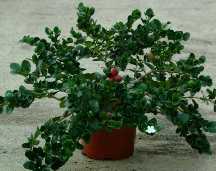 Carissa macrocarpa Prostrata