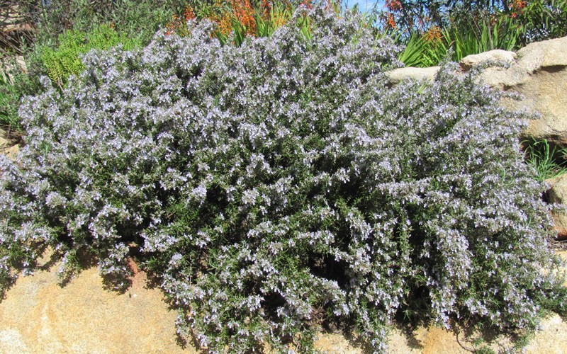Piante e fiori disponibili al nostro Vivaio di Imperia (Liguria)