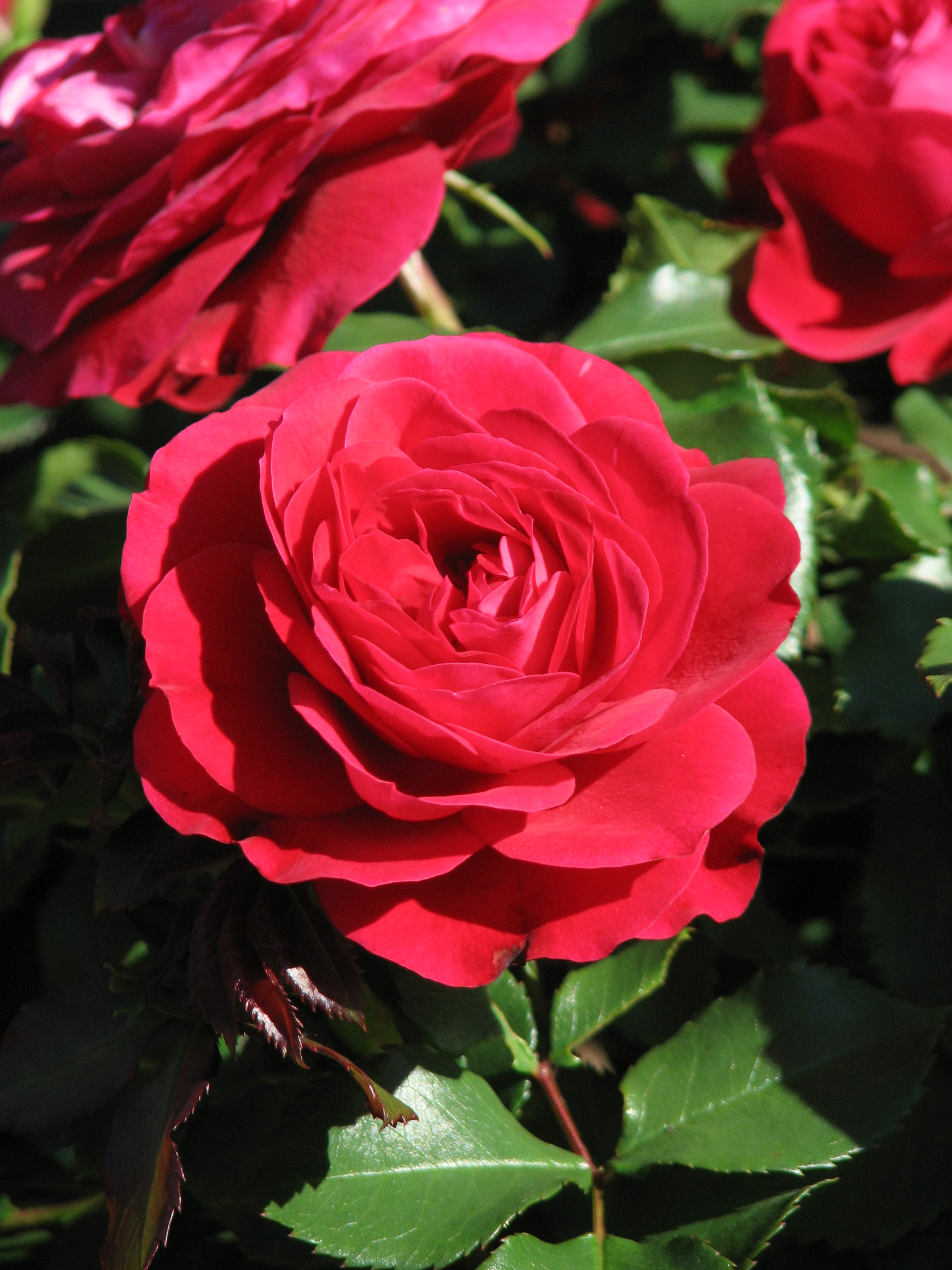 Piante e fiori disponibili al nostro Vivaio di Imperia (Liguria)