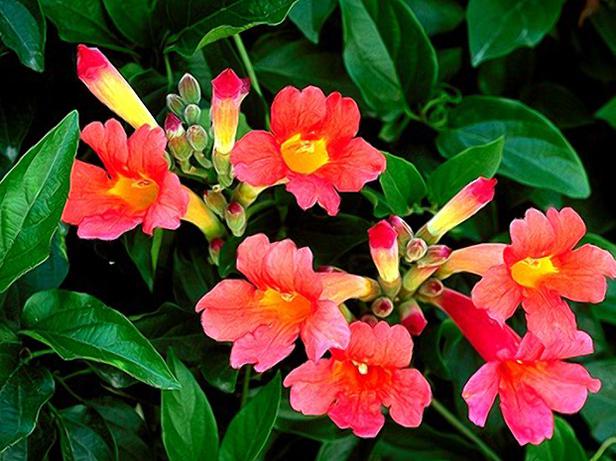 Piante e fiori disponibili al nostro Vivaio di Imperia (Liguria)