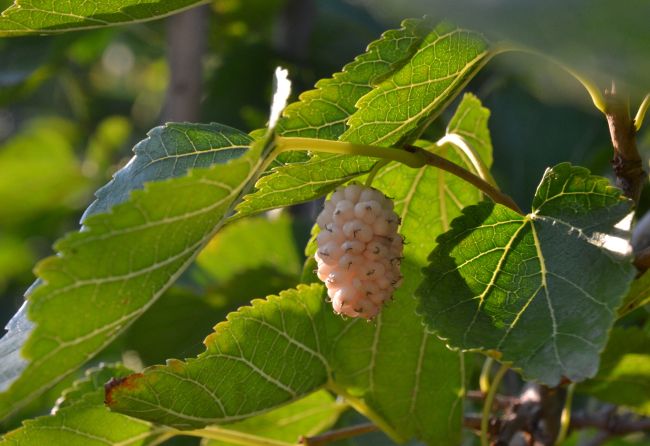 Photo gallery of plants, special fruit, and vases