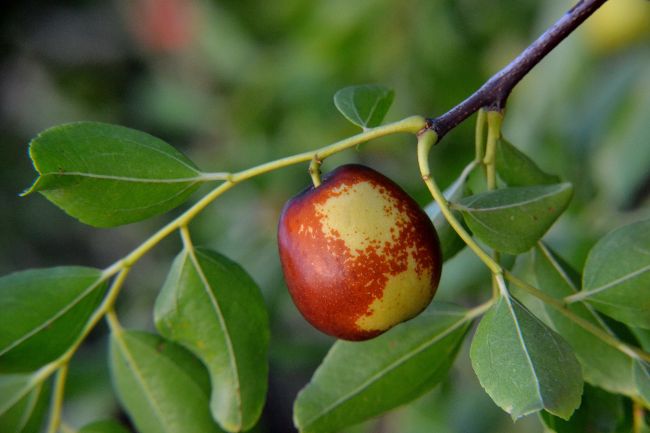 Photo gallery of plants, special fruit, and vases