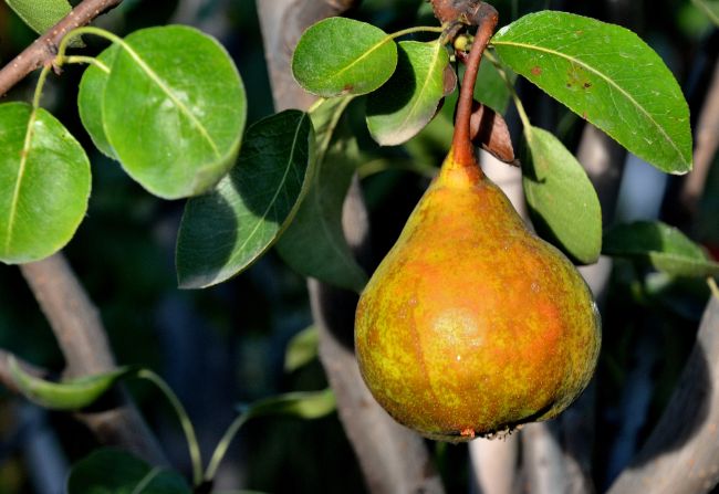 Photo gallery of plants, special fruit, and vases