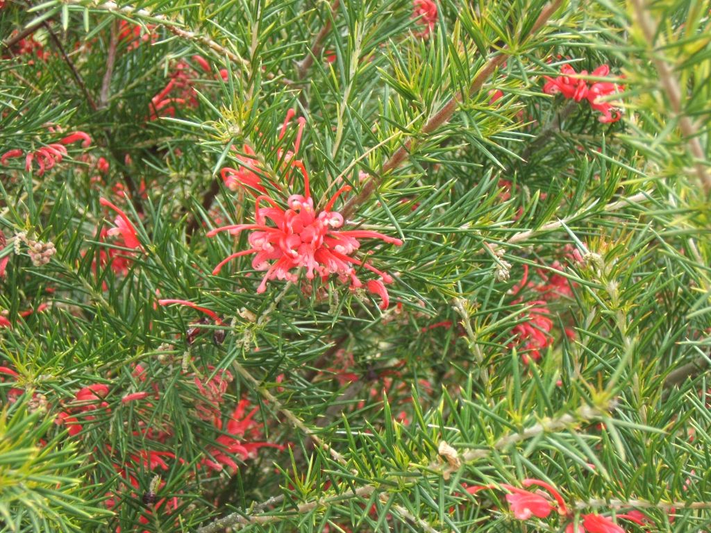 Grevillea - JungleKey.fr Image