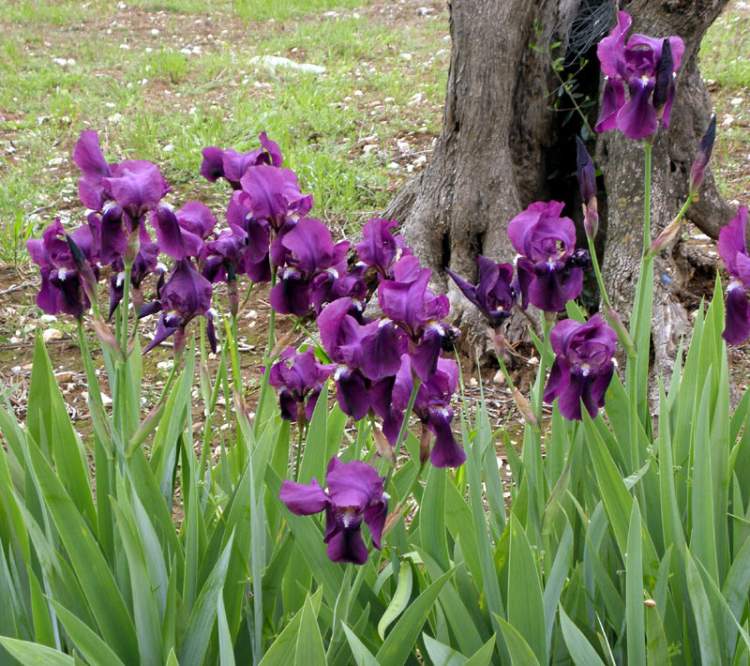 Piante e fiori disponibili al nostro Vivaio di Imperia (Liguria)