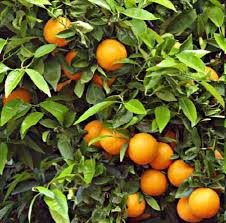 Citrus x aurantifolia Rosso (Limetta rossa)