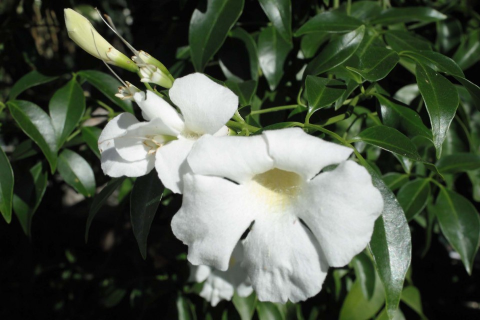 Piante e fiori disponibili al nostro Vivaio di Imperia (Liguria)