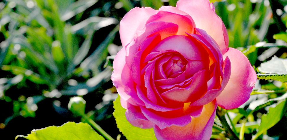 Fiori, piante, frutti e vasi in Liguria a Imperia - Vivaio La Fronda